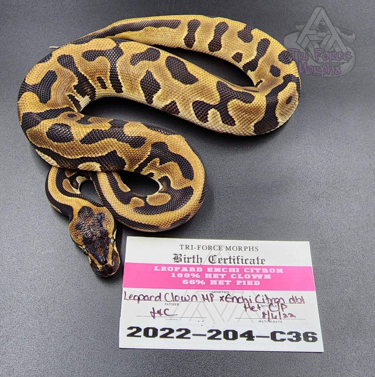 Leopard Enchi Citron 100% Het Clown 50% Het Pied Ball Python by Tri ...
