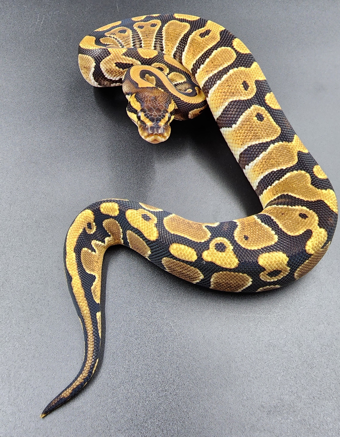 Citron 100% Dbl Het Pied/Clown Ball Python by Tri Force Morphs - MorphMarket