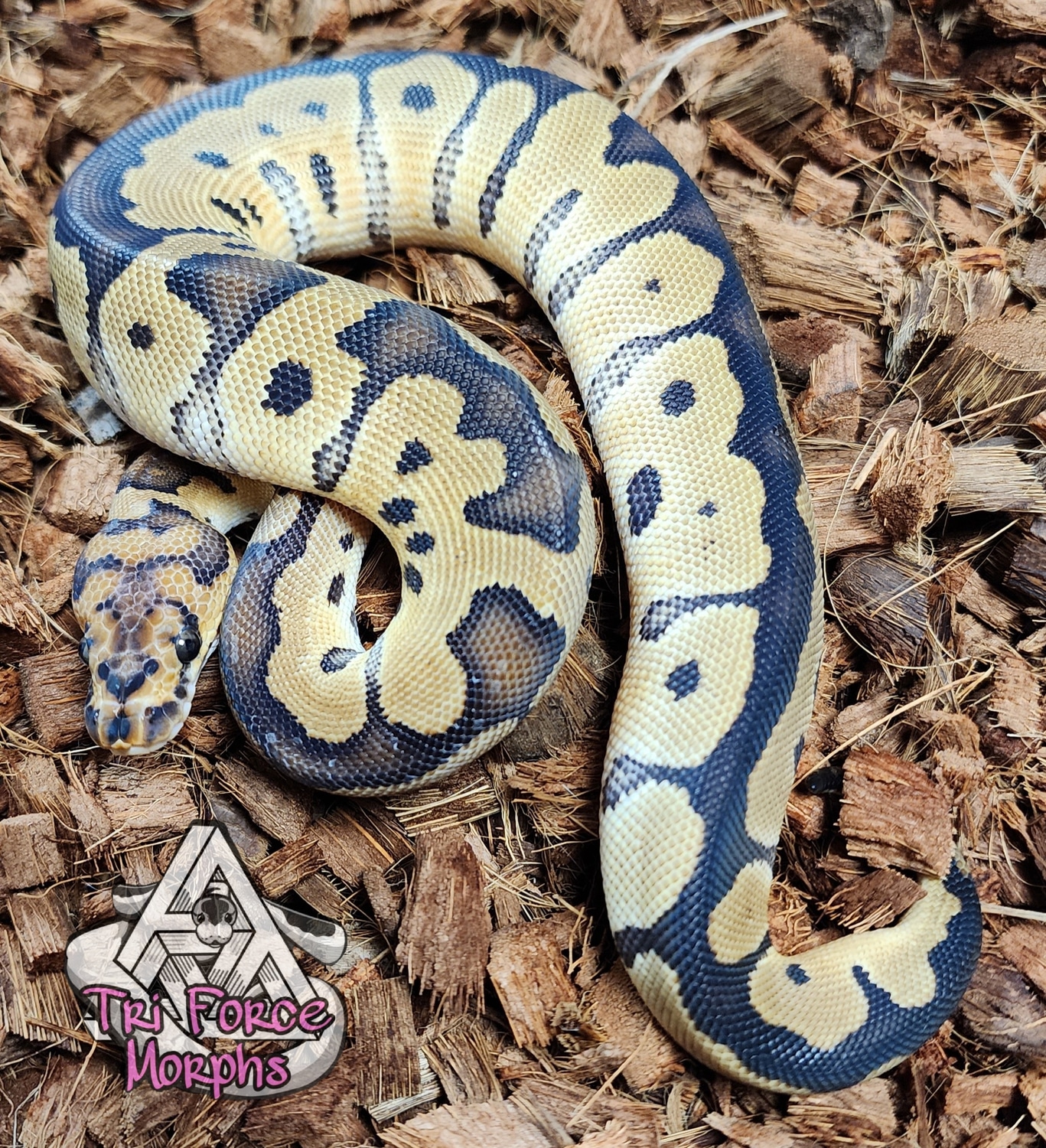 Clown 50% Het Ghost Ball Python by Tri Force Morphs - MorphMarket