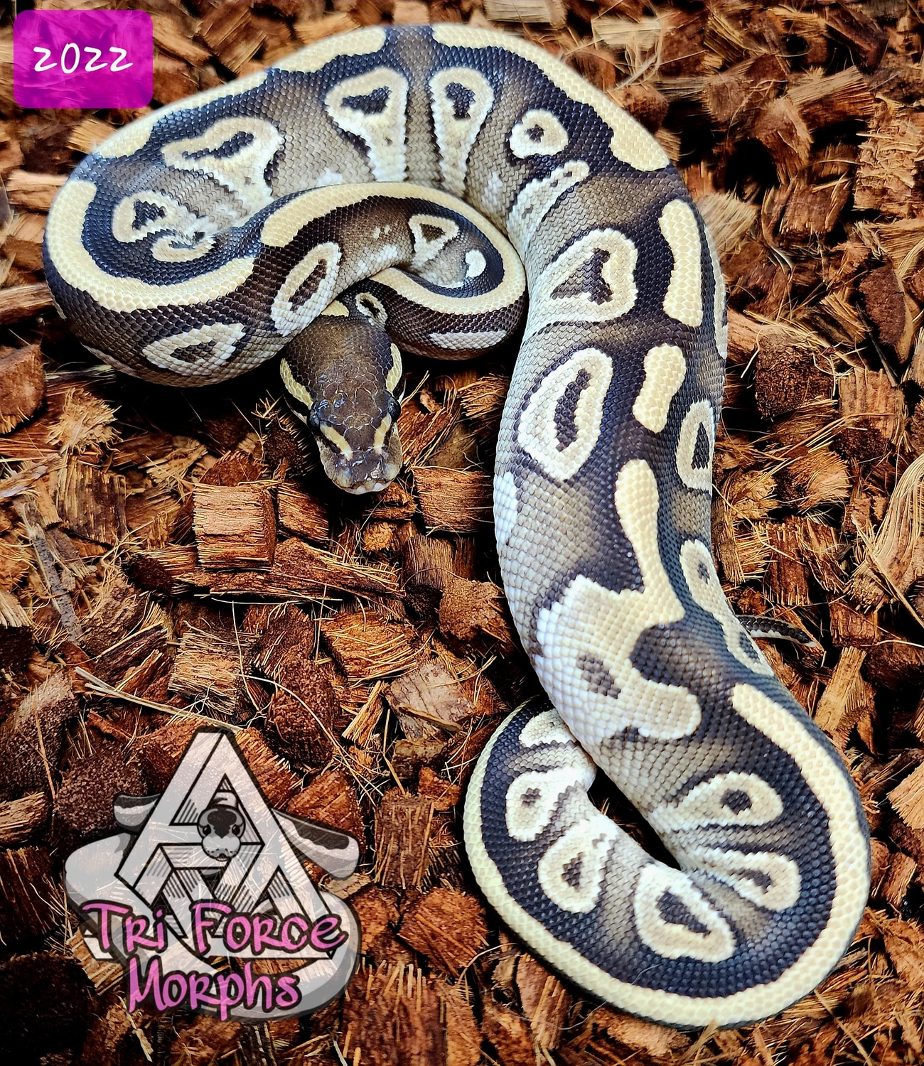 Mojave 100% Het Clown 66% Het Ghost Ball Python by Tri Force Morphs ...