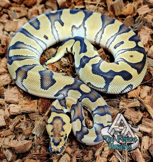 Mahogany Enchi Clown Ball Python by Tri Force Morphs