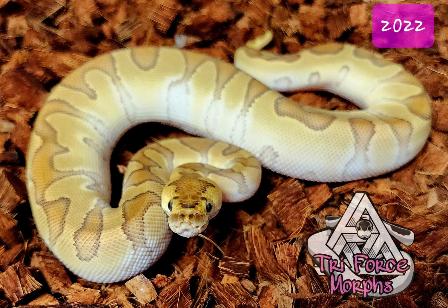 Enchi Mojave Clown Ball Python by Tri Force Morphs - MorphMarket