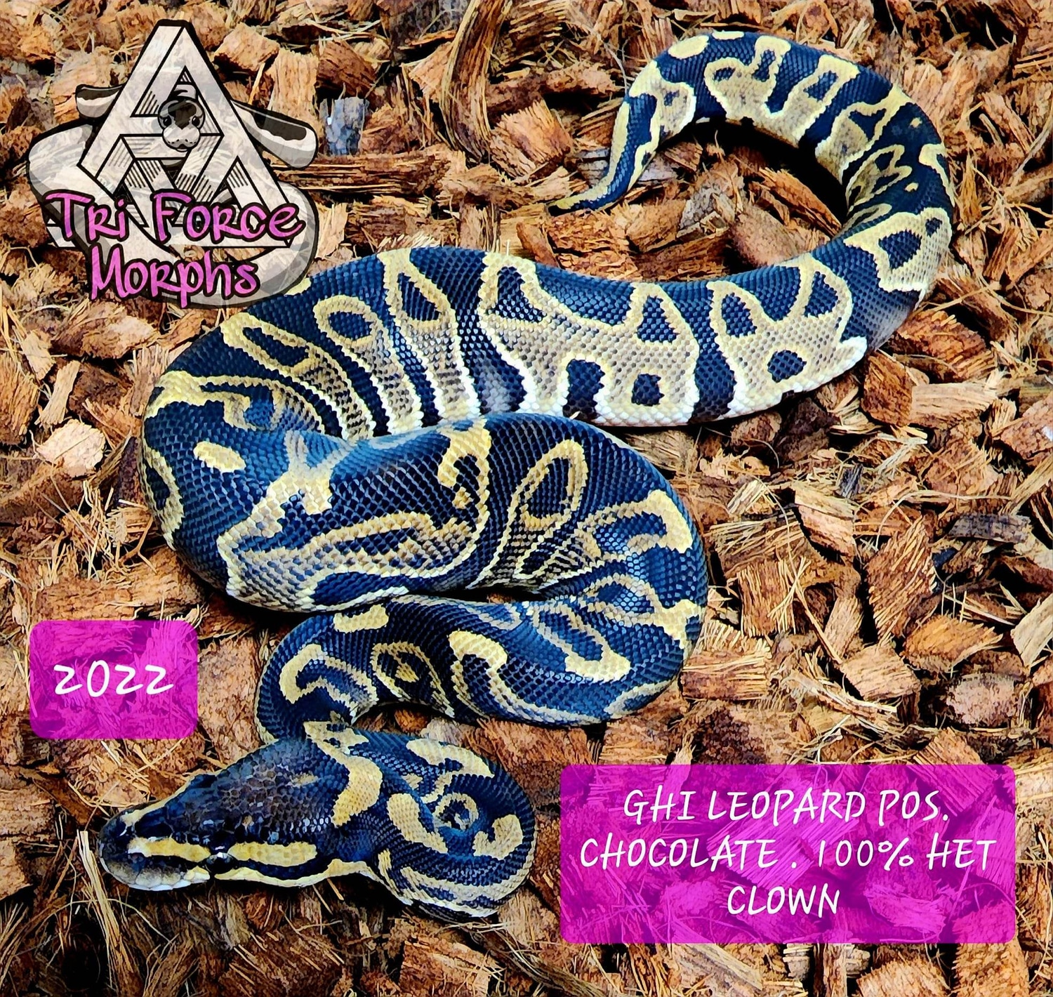 GHI Leopard Pos. Chocolate 100% Het Clown **FREE SHIPPING** Ball Python ...