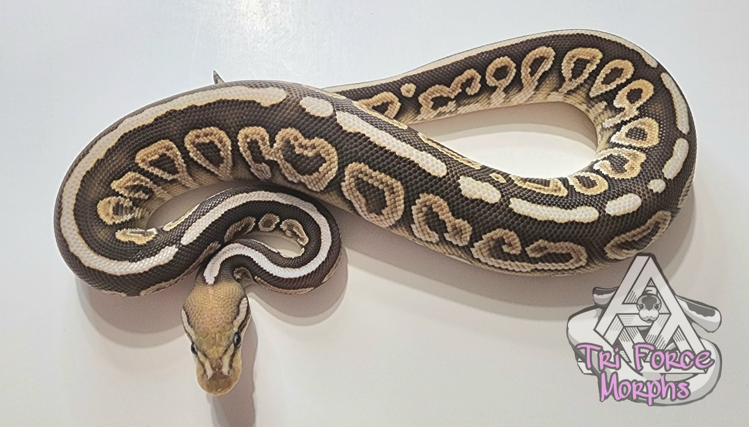 Mojave Spotnose Black Pastel 100% Het Clown 50% Het Ghost Ball Python ...