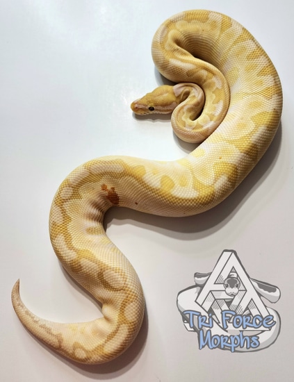 Bamboo Orange Dream Ultramel Poss Black Pastel & YB Poss. Het Cryptic ...