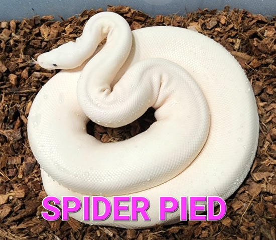 White Wedding Poss Enchi Ball Python by Tri Force Morphs
