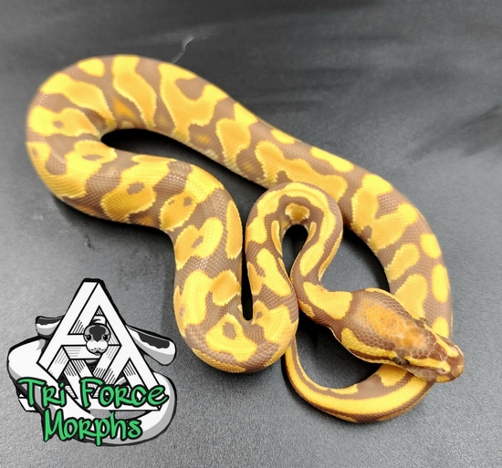 Orange Dream Yellow Belly Ultramel Poss. Het Cryptic Ball Python by Tri ...