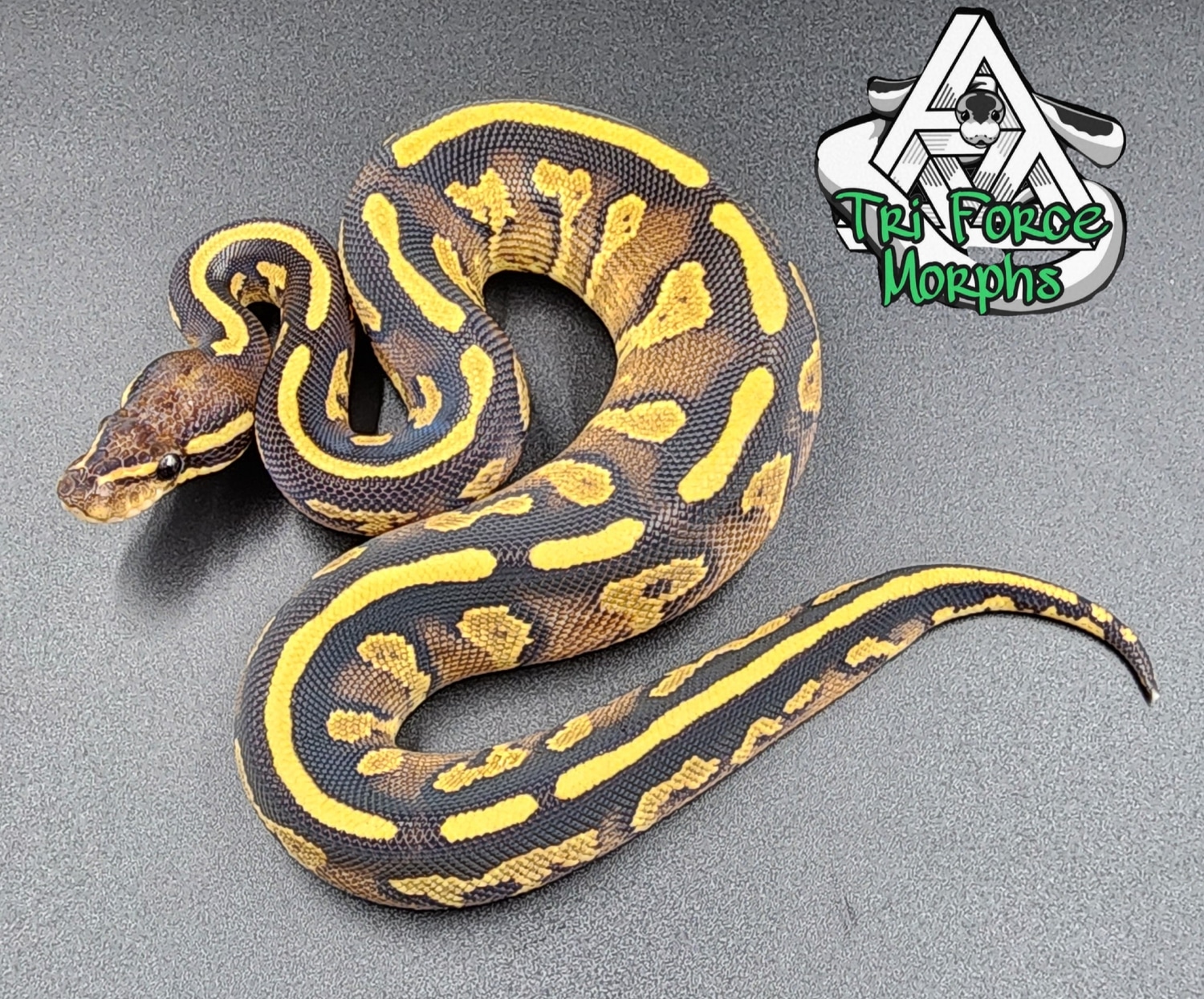 Black Head Orange Dream Fire Yellow Belly 50% Het Ultramel 50% Het ...