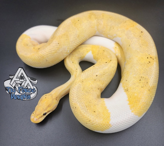 Banana Enchi Citron Pied 50% Het Clown Ball Python by Tri Force Morphs