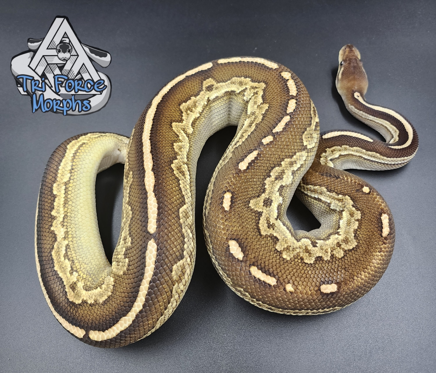 Black Head Black Pastel Butter 50% Het Clown 50% Het Ghost Ball Python ...