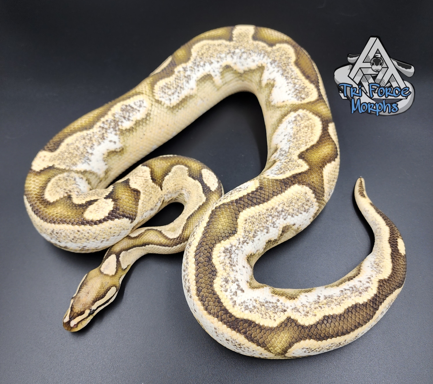 Orange Dream Fire Calico Poss. Yellow Belly Ball Python by Tri Force ...