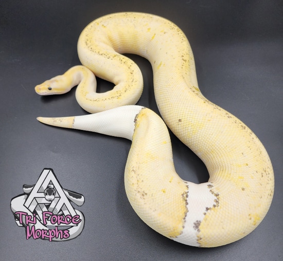 Pastel Black Pastel Champagne Super Vanilla 100%Het Ghost Ball Python by Tri Force Morphs