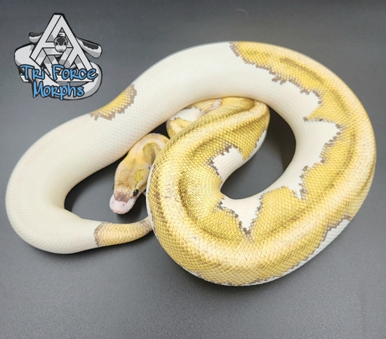 Leopard Fire Yellow Belly Butter Cinnamon 100% Het Ghost 100% Het Pied ...