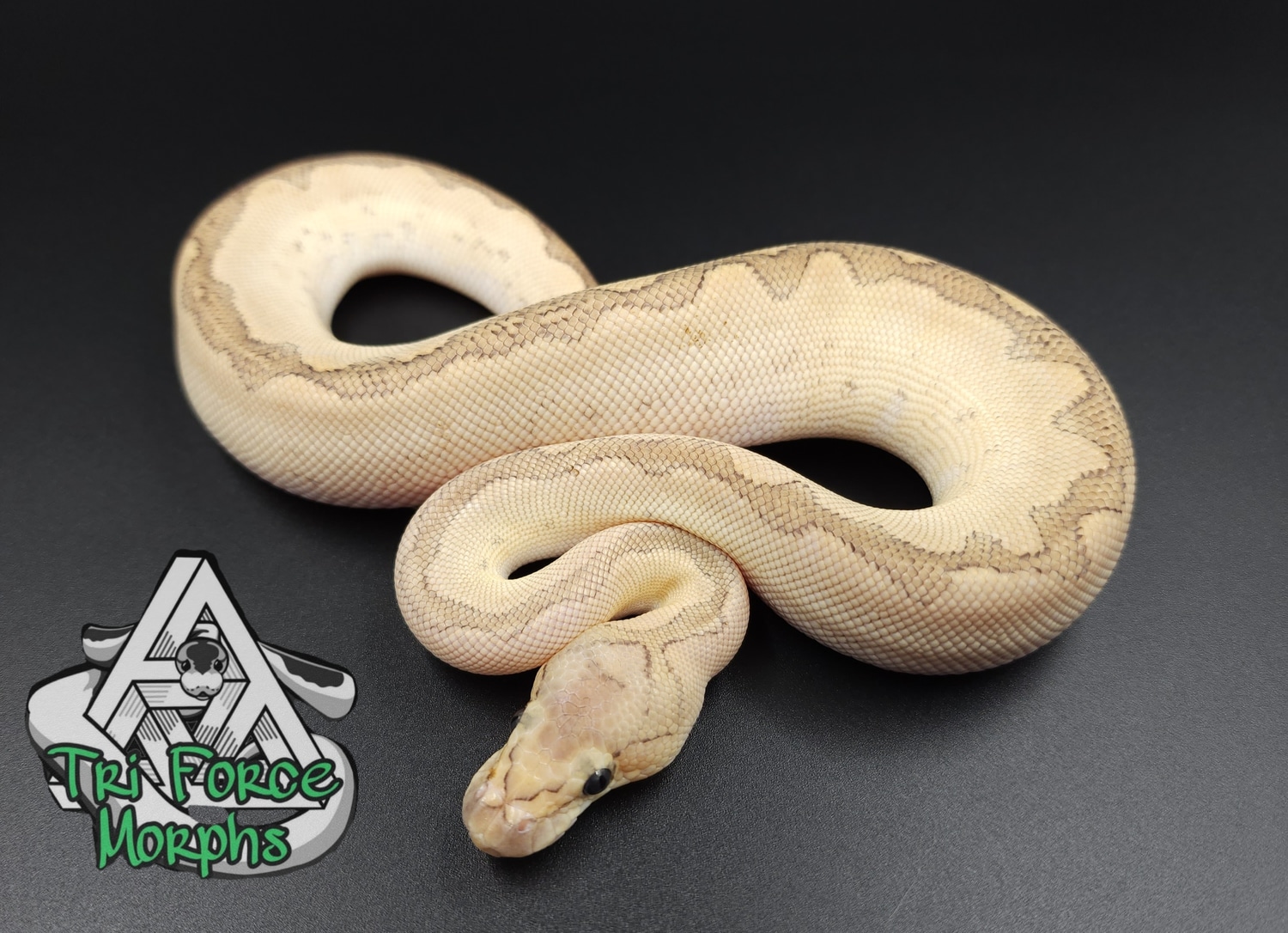 Bamboo Clown Ball Python by Tri Force Morphs - MorphMarket