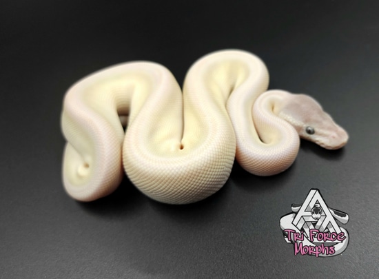 Super Mojave 100% Het Clown 50% Het Ghost Possible Black Head, Yellow ...