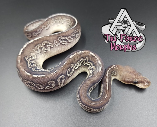 Black Head Black Pastel Het Red Axanthic Ball Python by Tri Force Morphs