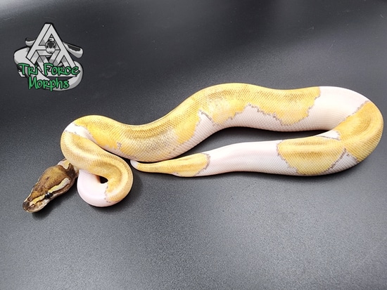 Mojave Enchi Citron Pied Ball Python by Tri Force Morphs