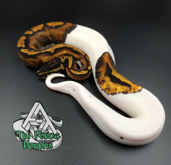 Citron Possible Super Citron Pied Poss. Het Clown Ball Python by Tri ...