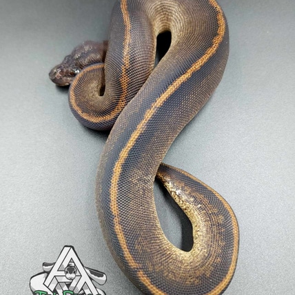 Tri Force Morphs - MorphMarket