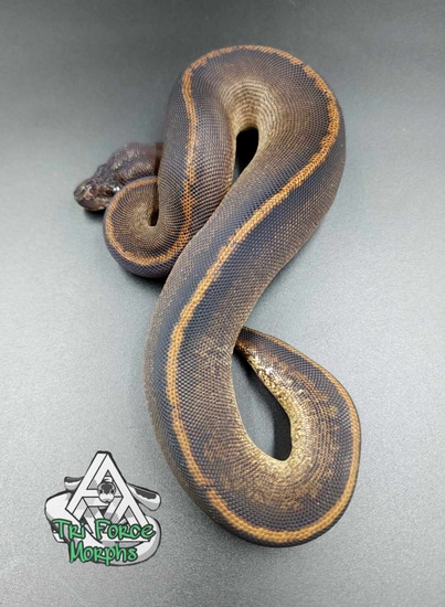 Suma 100% Het Clown Ball Python by Tri Force Morphs