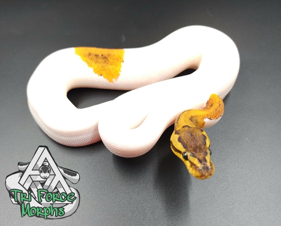 Orange Dream Pinstripe Yellow Belly Pied Ball Python by Tri Force Morphs