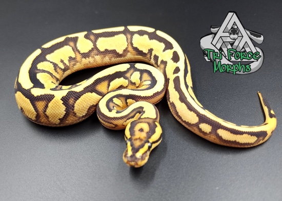 Hi-Intensity Super Orange Dream Fire Yellow Belly 100% Het Clown 50% ...