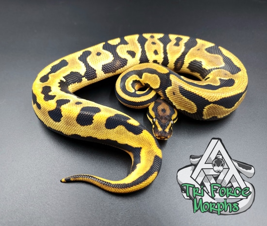 Hi-Intensity Super Orange Dream Leopard 100% Het Clown 50% Het Pied Pos ...