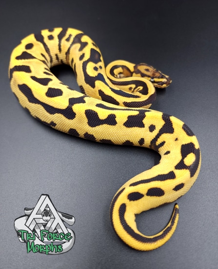 Hi-Intensity Super Orange Dream Leopard Fire Yellow Belly1 00% Het ...