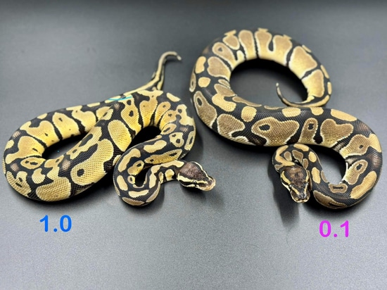 pair**** 100% Double Het Vpi Axanthic Desert Ghost & Pastel 100% Double ...