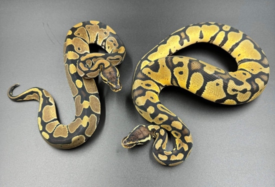 ***pair *** 100% Dbl Het Vpi Axanthic Desert Ghost Female & Male Pastel ...