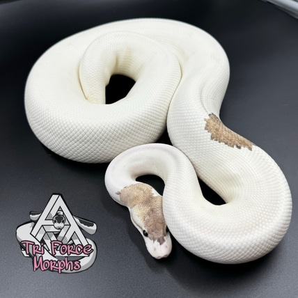 Tri Force Morphs - MorphMarket