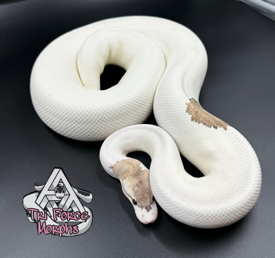 Cinnamon Black Pastel Champagne Aka 8 Ball Grey Matter 50% Het Pied ...