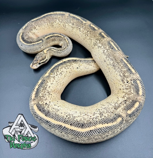Asphalt Yellow Belly Aka Freeway “ PROVEN BREEDER” Ball Python by Tri ...