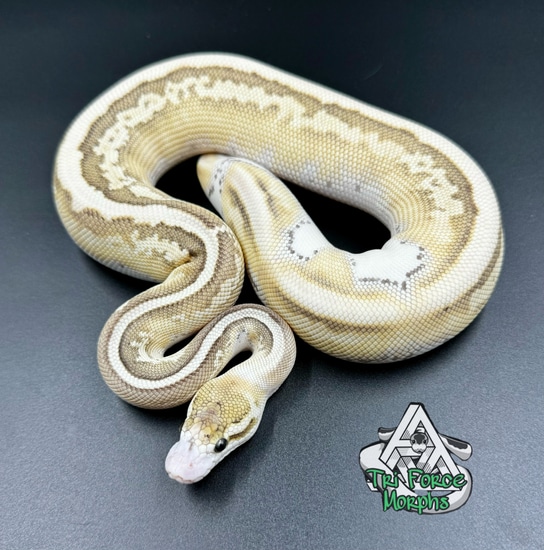 Pastel Butter Leopard Cinnamon Yellow Belly Fire Ghost 66% Het Pied ...