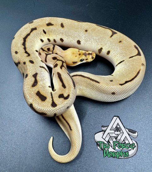 Spider Leopard Clown Possible Red Stripe Ball Python by Tri Force Morphs