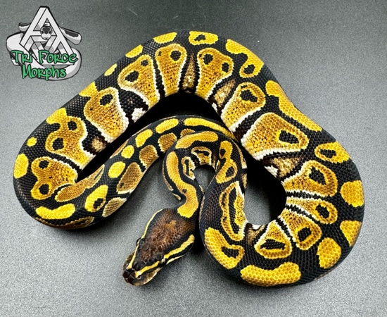 Lace 100% Het Clown Ball Python by Tri Force Morphs