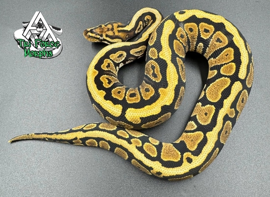 Lace Spotnose 100% Het Clown Ball Python by Tri Force Morphs