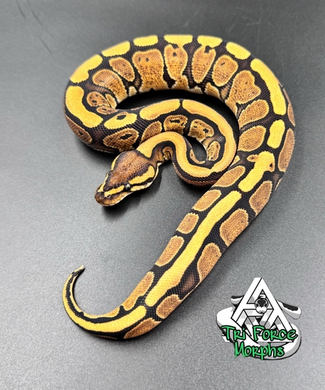 Lace Red Stripe Ball Python by Tri Force Morphs
