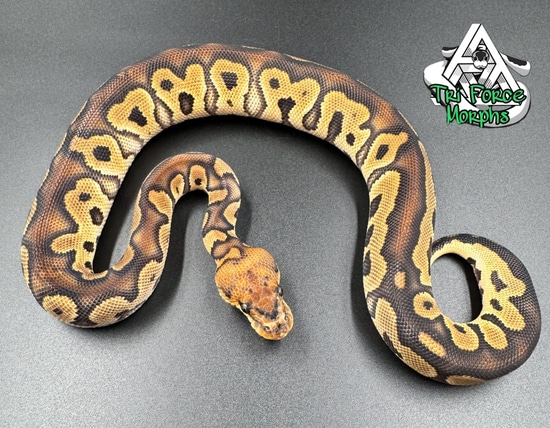 Chocolate Yellow Belly Clown Ball Python by Tri Force Morphs