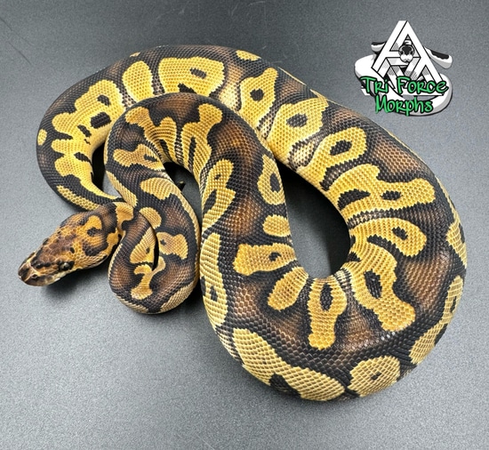 Chocolate Yellow Belly Clown Ball Python by Tri Force Morphs