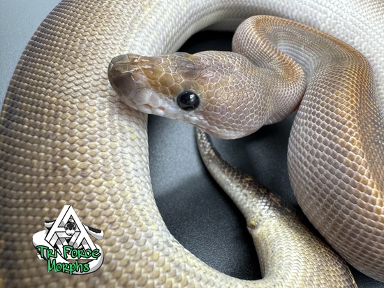 Suma Clown (Super Mahongany Clown) Ball Python by Tri Force Morphs