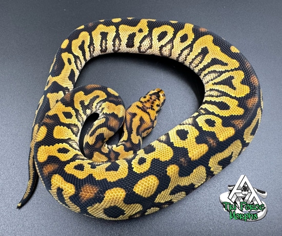 Spotnose Red Stripe Clown Ball Python by Tri Force Morphs