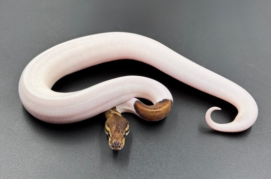 Black Pastel Razor Pied Ball Python by Tri Force Morphs