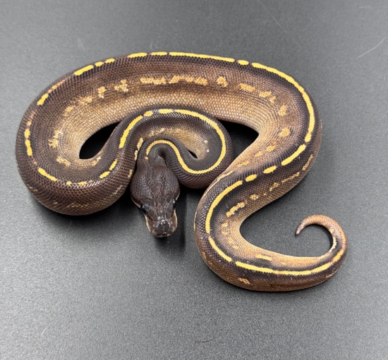 LACE BLACK HEAD MAHOGANY HET RED AXANTHIC Possible HONEY Ball Python by ...