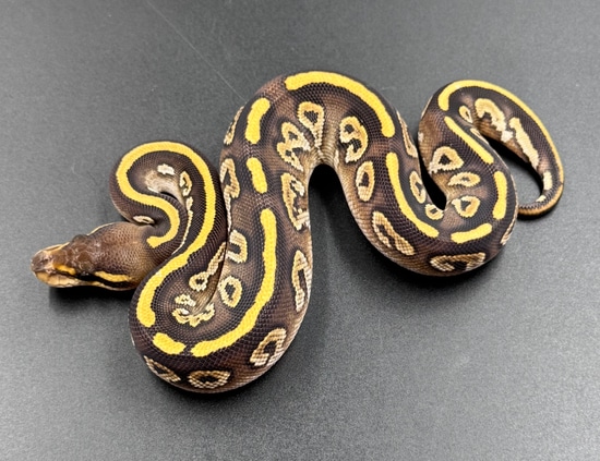 Mahogany Honey Poss Het Red Axanthic Ball Python by Tri Force Morphs