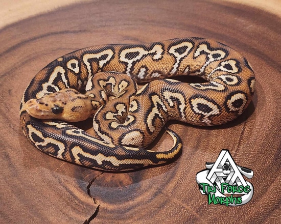 (Pompeii) Spotnose Red Stripe Yellow Belly Black Pastel Clown Poss Chocolate Ball Python by Tri ...
