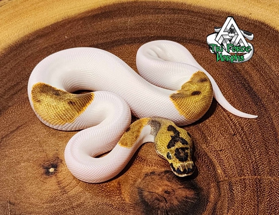 Enchi Citron Clown Pied Poss Super Citron Ball Python by Tri Force Morphs
