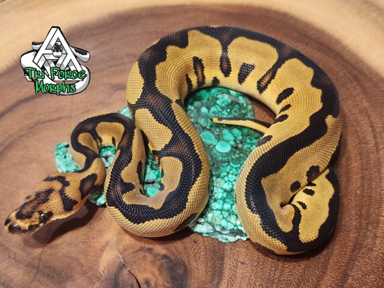 LEOPARD YELLOW BELLY CHOCOLATE CLOWN Poss. LACE Ball Python by Tri ...