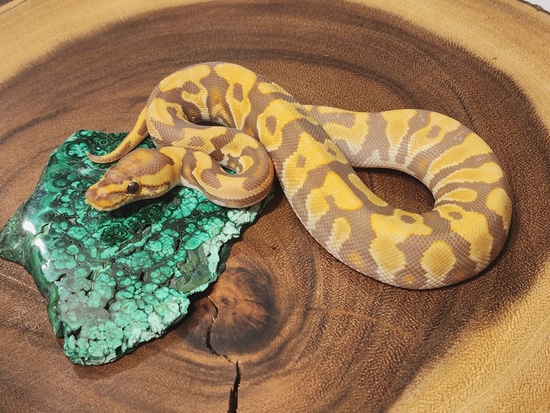 Orange Dream Yellow Belly Cryptic Ultramel 50% Het Ghost Ball Python by ...