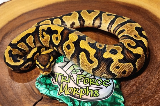 Yellow Belly 100% Het Clown Poss Lace Ball Python by Tri Force Morphs